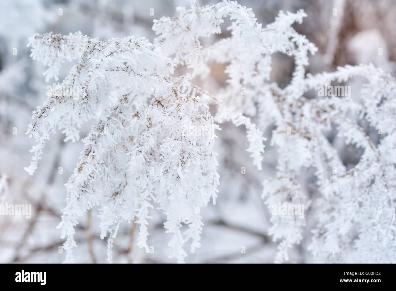 Soft pine tree hi-res stock photography and images - Alamy