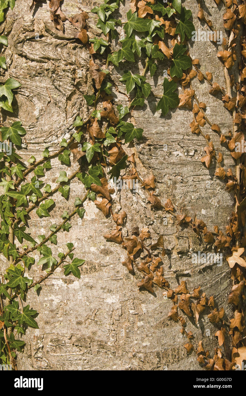 Ivy leaf young old hi-res stock photography and images - Alamy