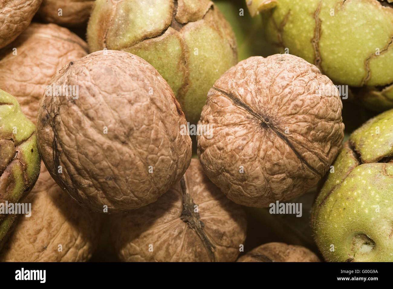 Oil nut tree hi-res stock photography and images - Alamy