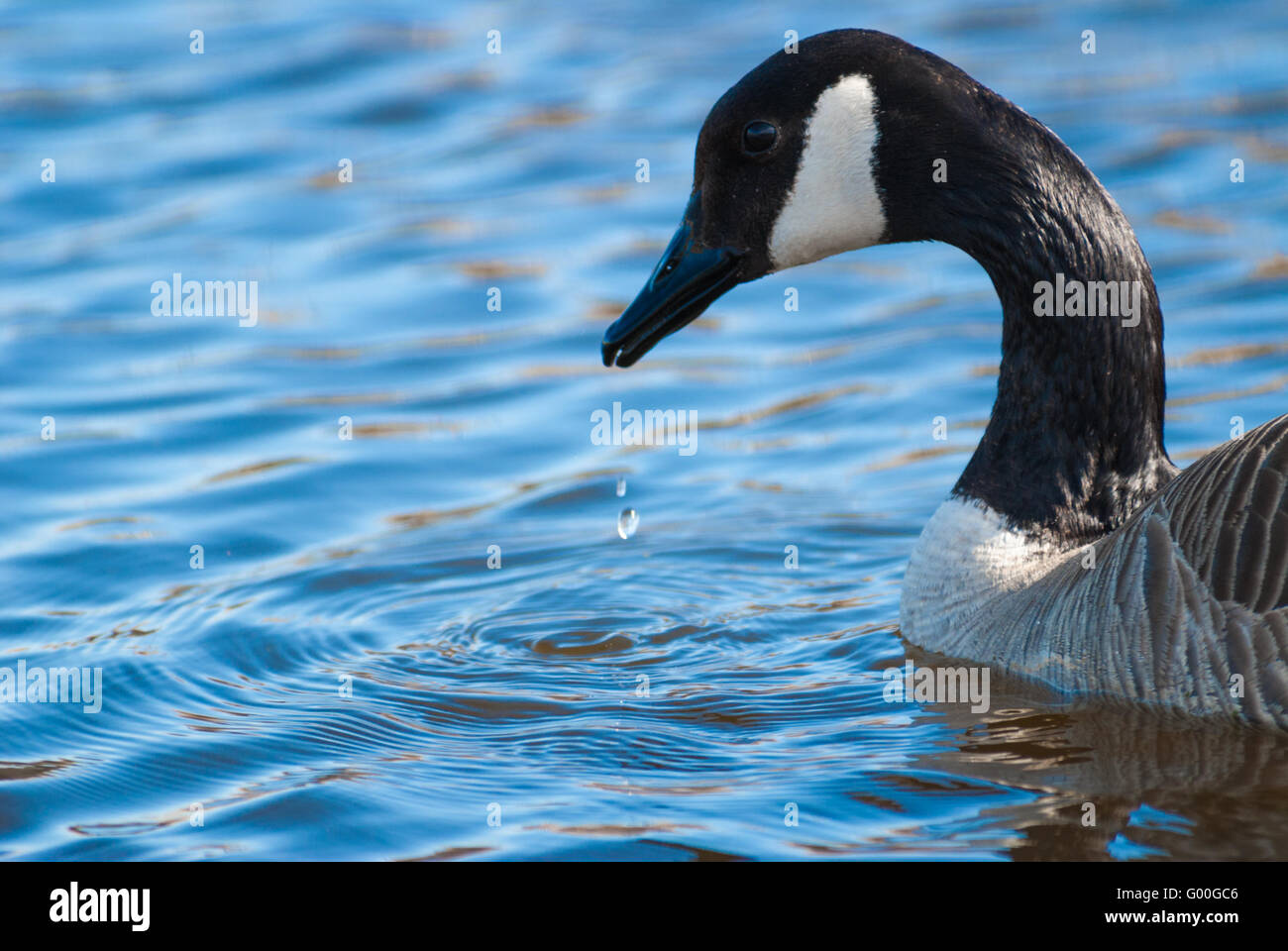 Closeup of a Canada goose, Branta canadensis, with a water drop ...