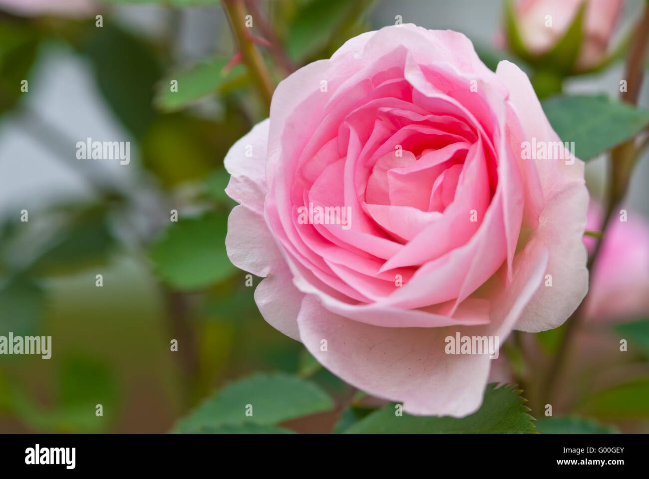 Rose rosa spp hi-res stock photography and images - Alamy