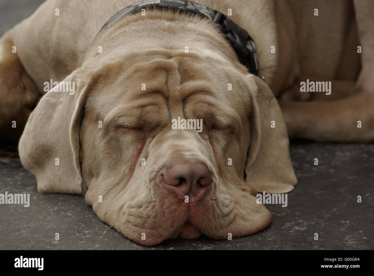 Dogge kind hi-res stock photography and images - Alamy