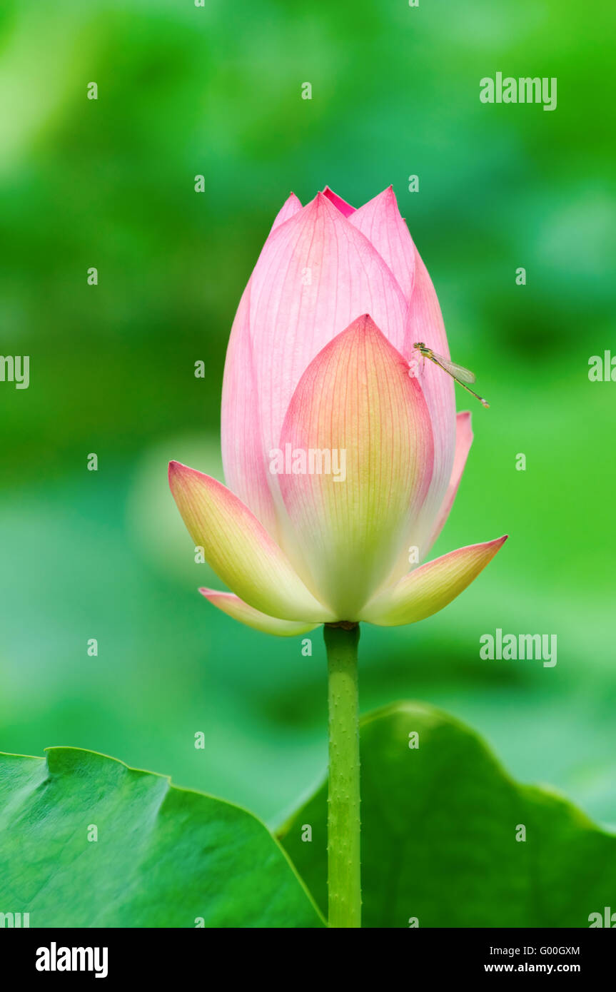 Close up of lotus flower with green back ground Stock Photo - Alamy