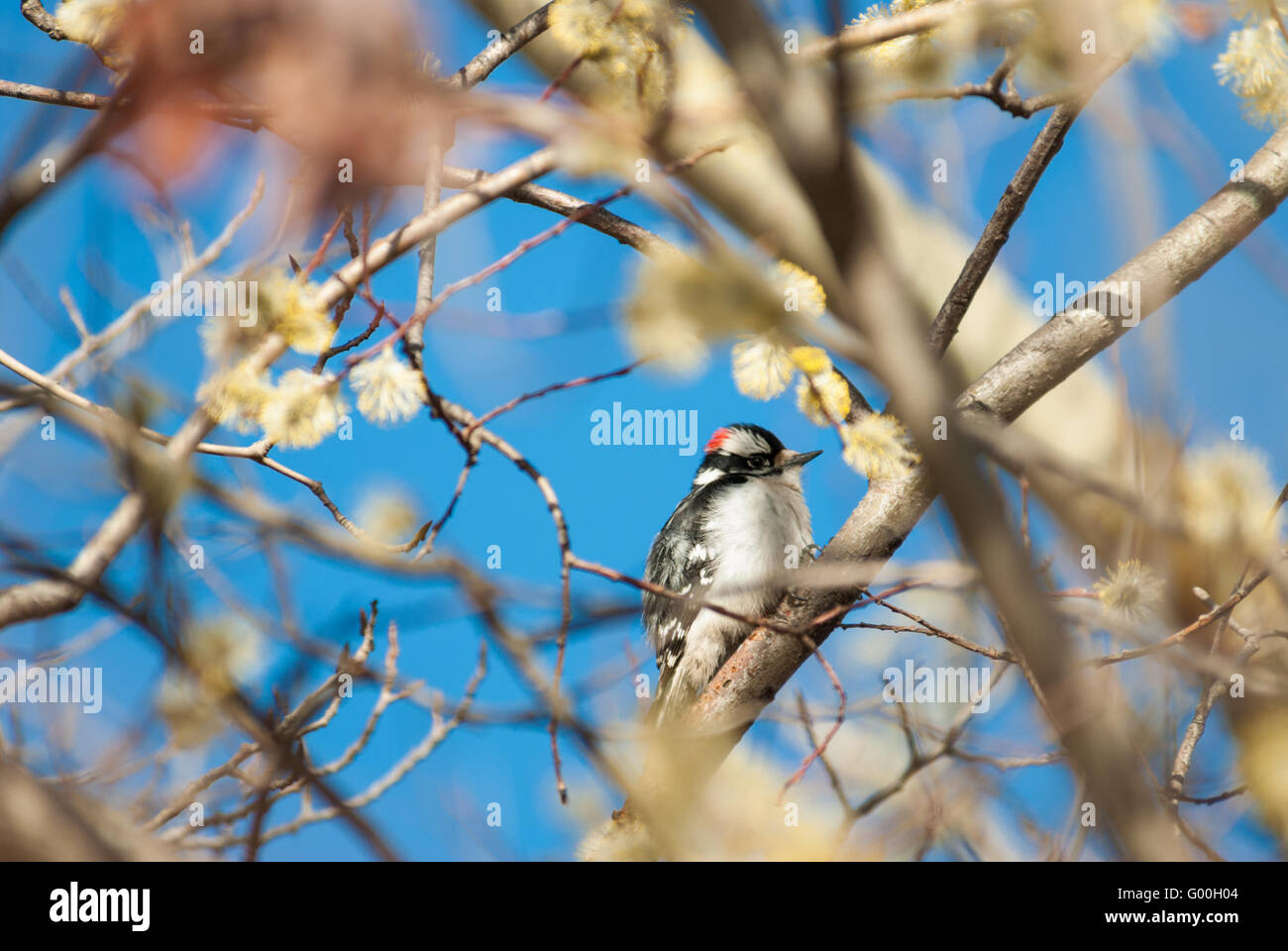 Downy willow hi-res stock photography and images - Alamy