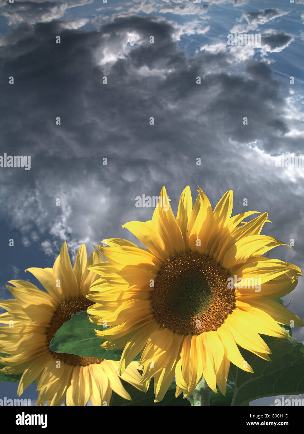 Chlorophyll Bloom High Resolution Stock Photography and Images - Alamy