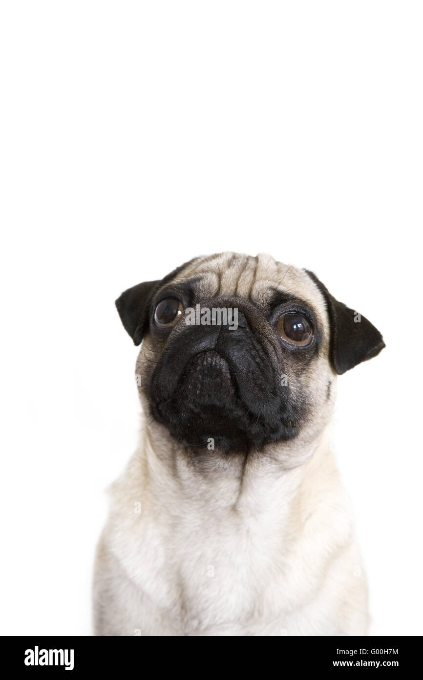 Funny pug hi-res stock photography and images - Alamy