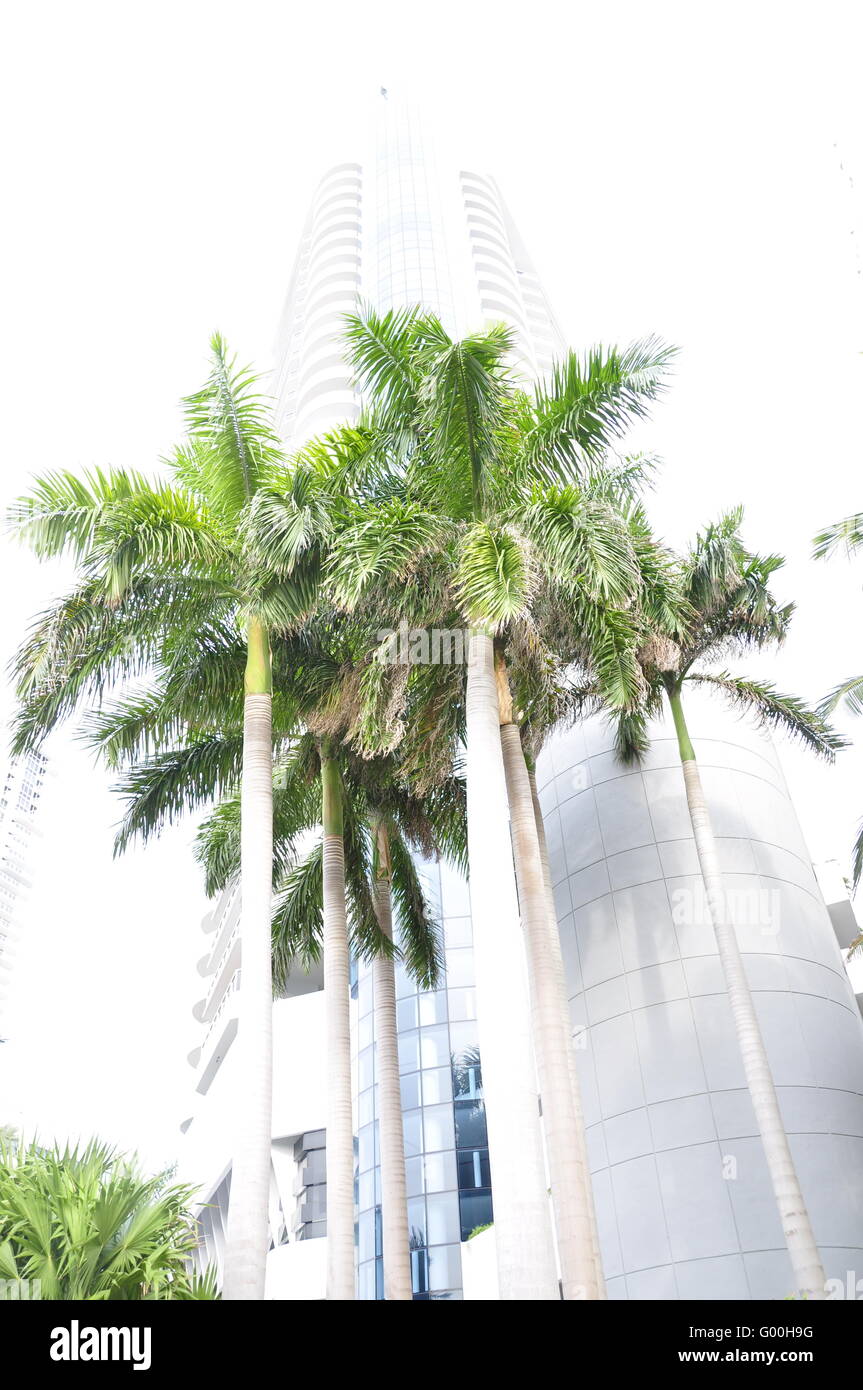 Palmen miami hi-res stock photography and images - Alamy