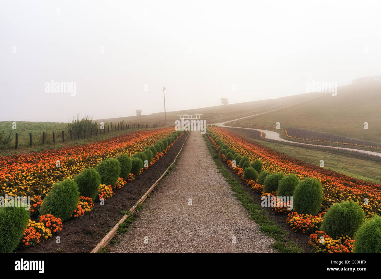 Gardn balsam hi-res stock photography and images - Alamy