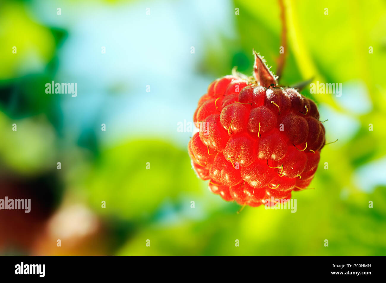 Ripe raspberry fruit over blurry background Stock Photo - Alamy