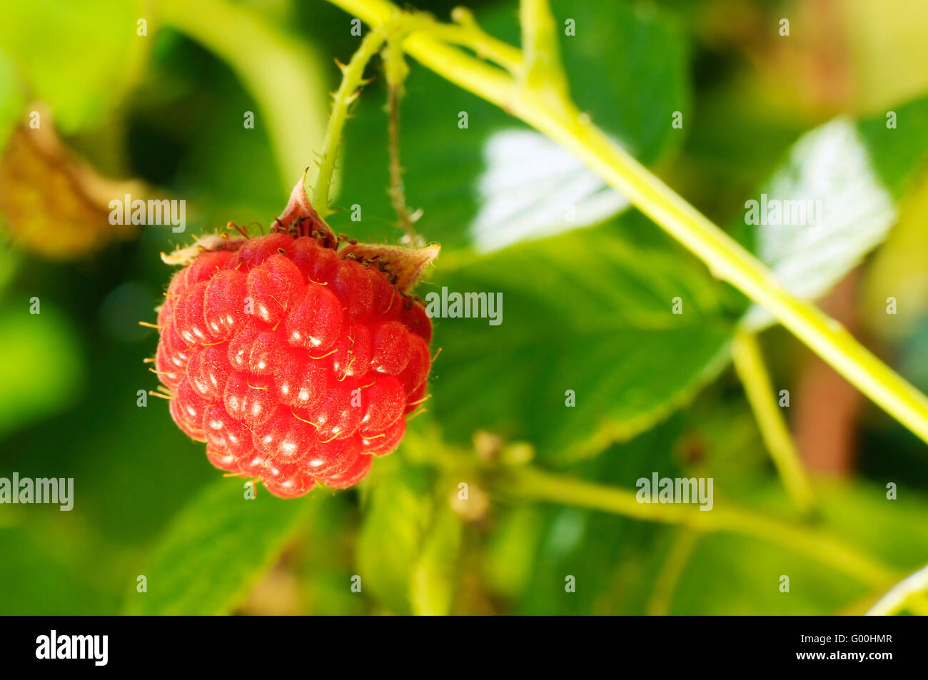 Ripe raspberry fruit over blurry background Stock Photo - Alamy