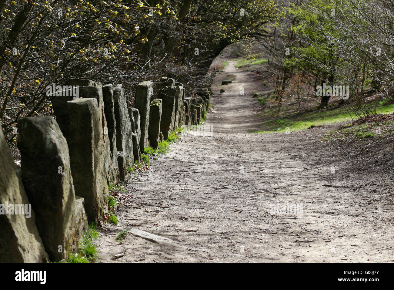 Vacca Wall in Chevin Woods, at Chevin Forest Park, Otley, West ...