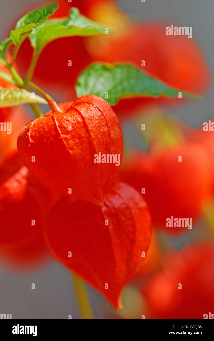 Orange red physalis alkekengi hi-res stock photography and images - Alamy