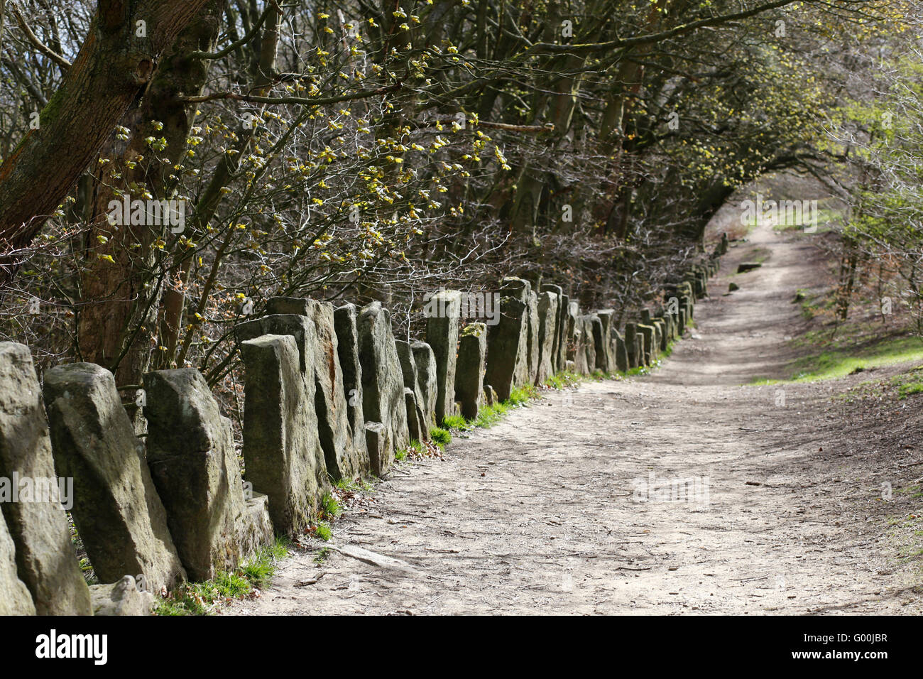 Vacca Wall in Chevin Woods, at Chevin Forest Park, Otley, West ...