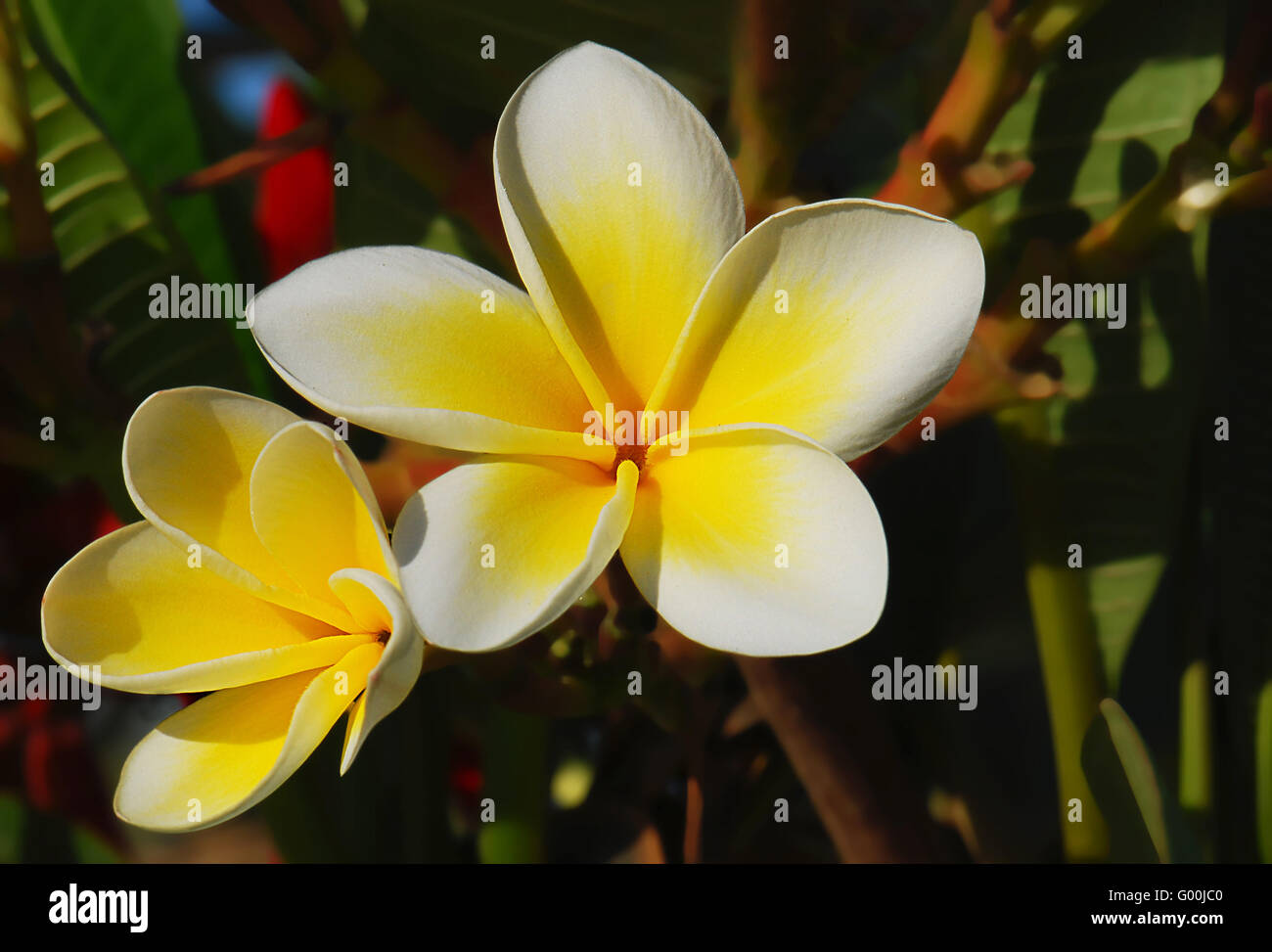 Frangipani baum hi-res stock photography and images - Alamy