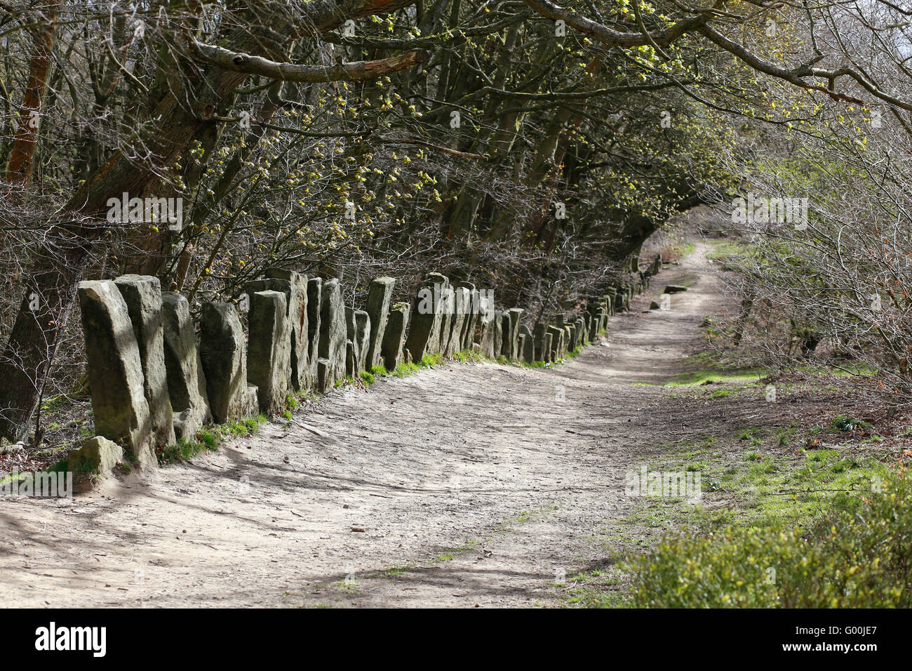 Vacca Wall in Chevin Woods, at Chevin Forest Park, Otley, West ...