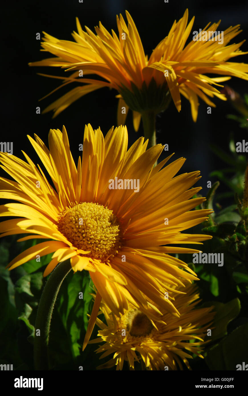 Hybride hybride hi-res stock photography and images - Alamy