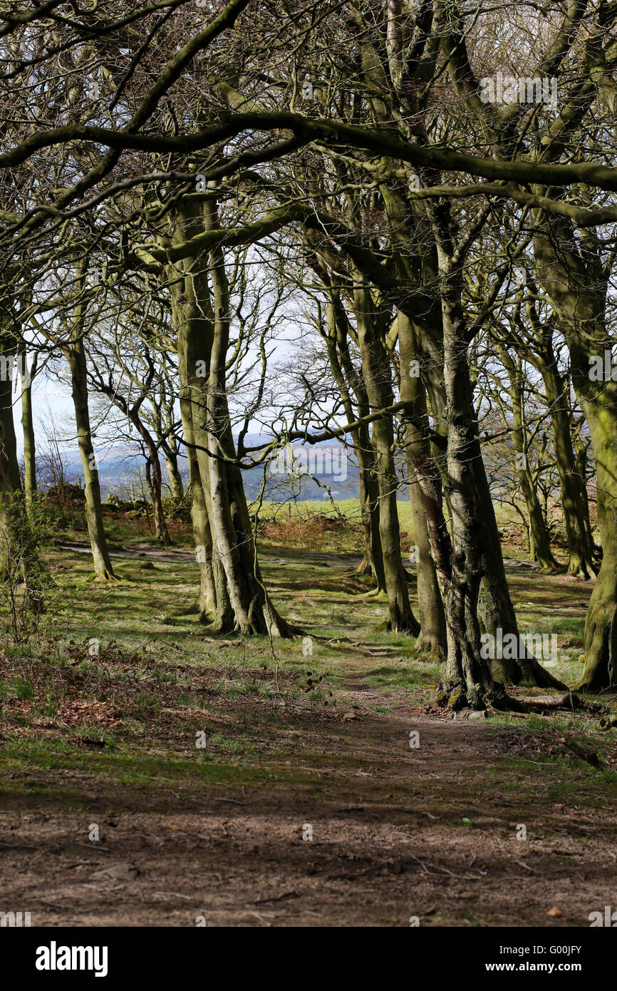 Chevin Woods, at Chevin Forest Park, Otley, West Yorkshire Stock Photo ...