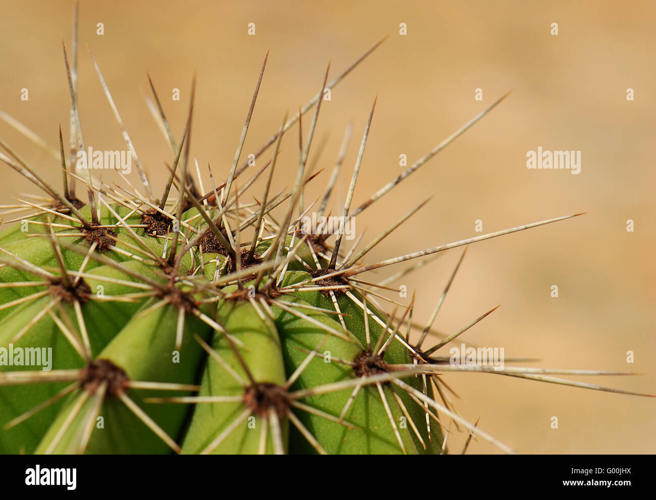 Cactus mammilaria hi-res stock photography and images - Alamy