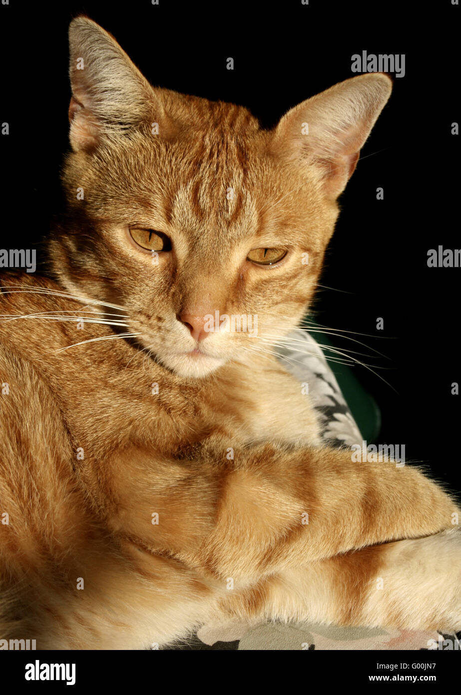 Red tom cat hi-res stock photography and images - Alamy