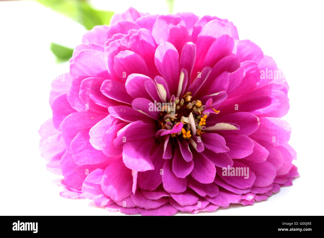 Zinnie hi-res stock photography and images - Alamy