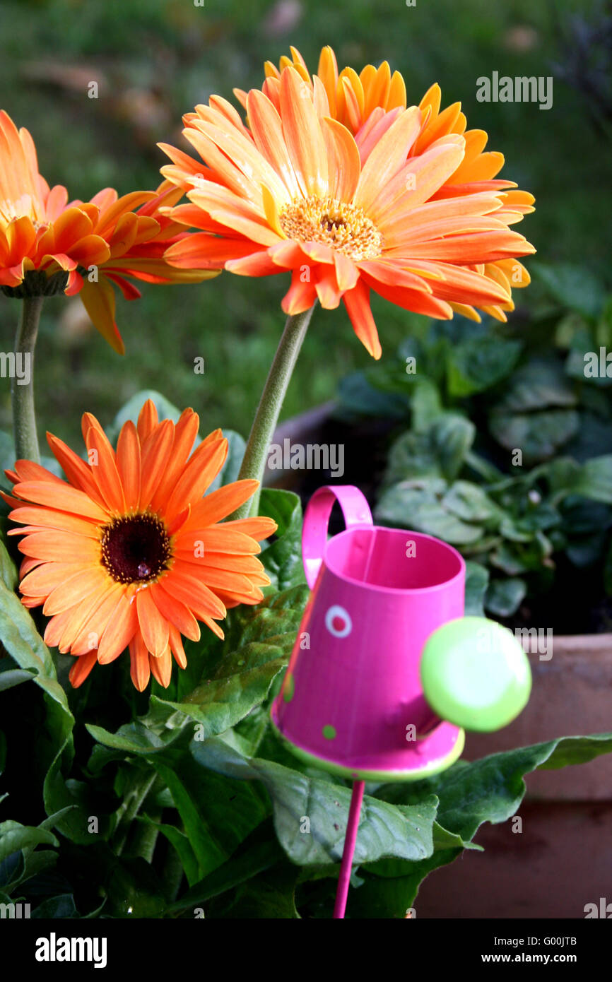 Rosa Gerbera High Resolution Stock Photography and Images - Alamy