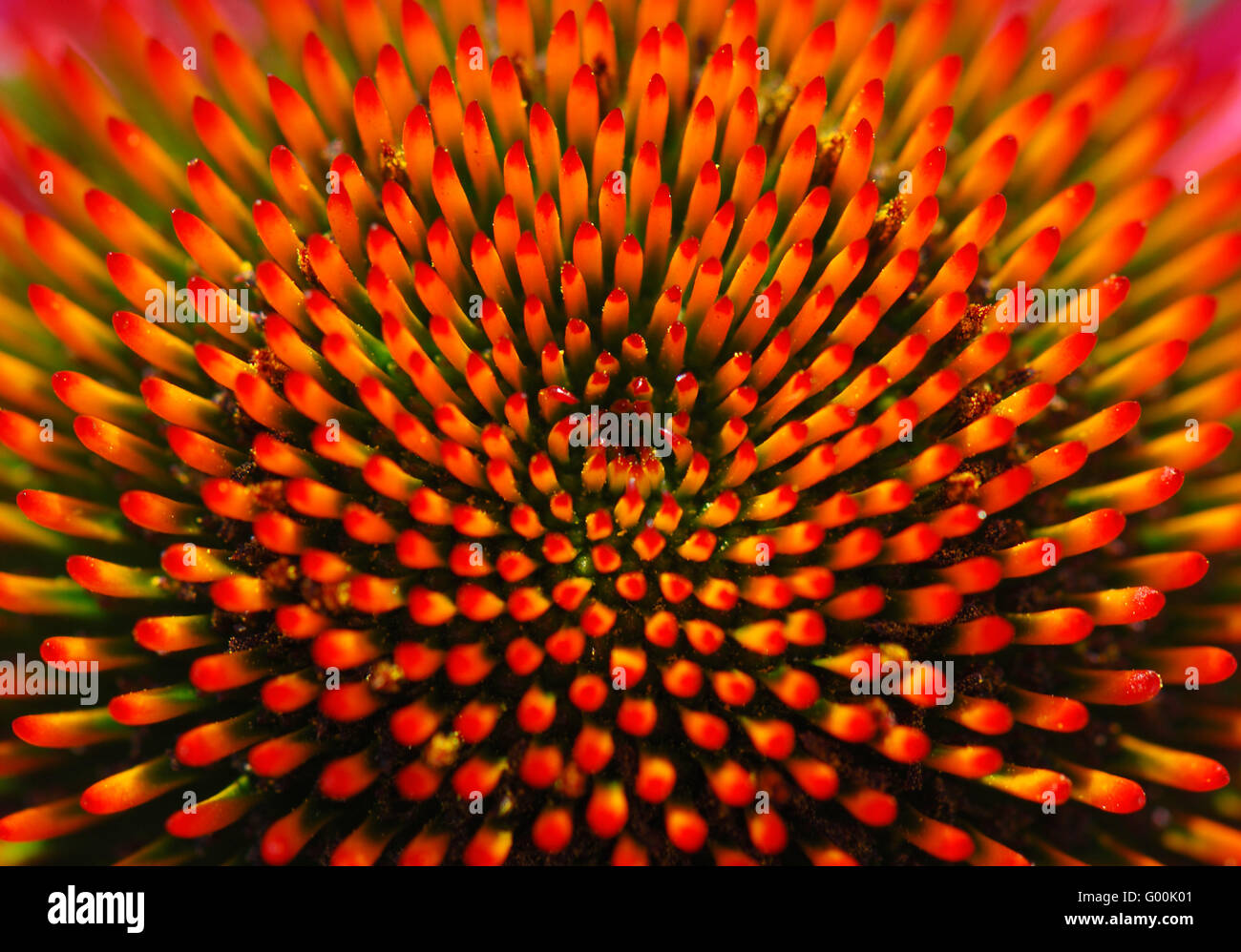 Rudbeckia rot hi-res stock photography and images - Alamy