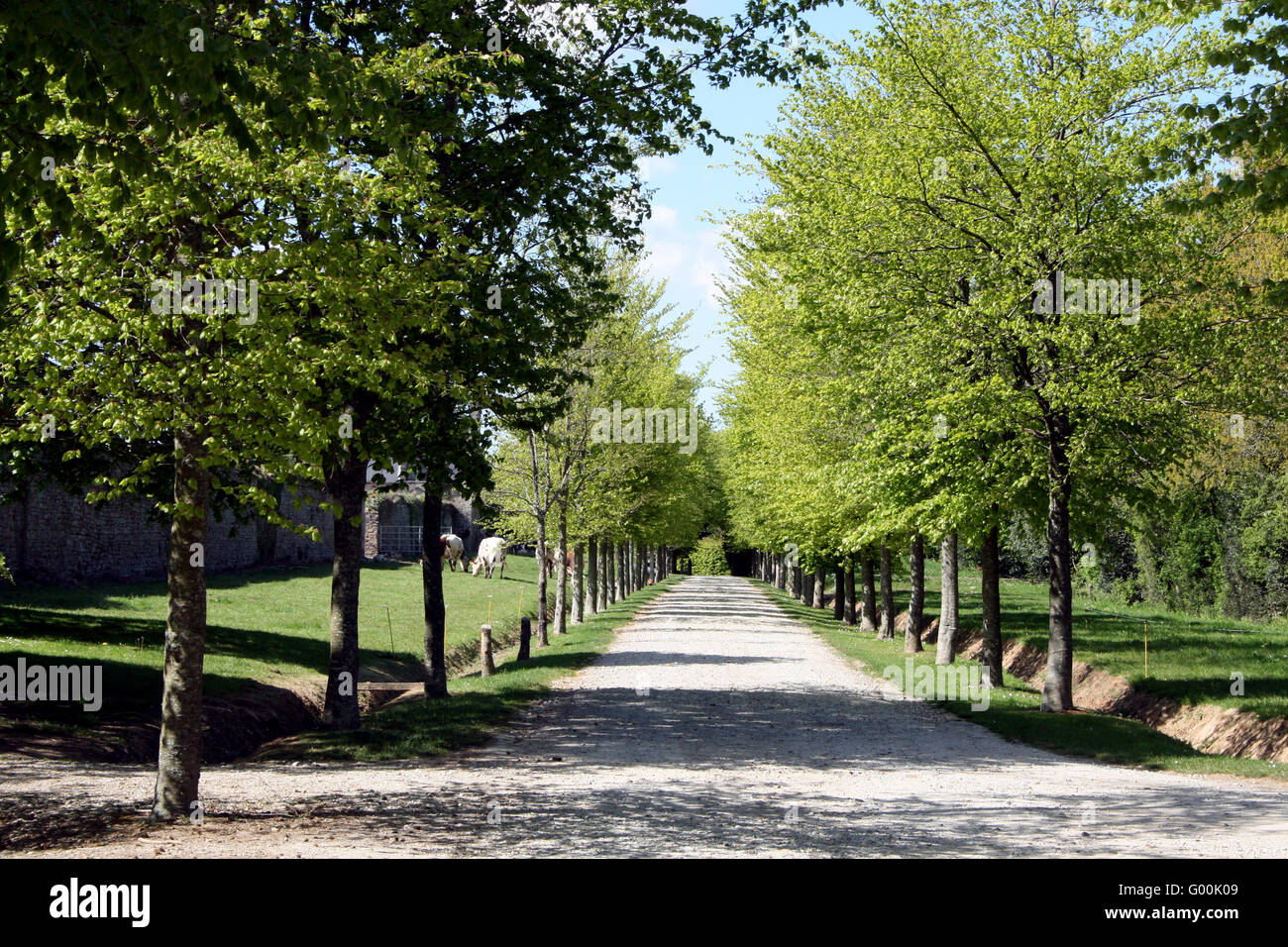 Strassen allee hi-res stock photography and images - Alamy