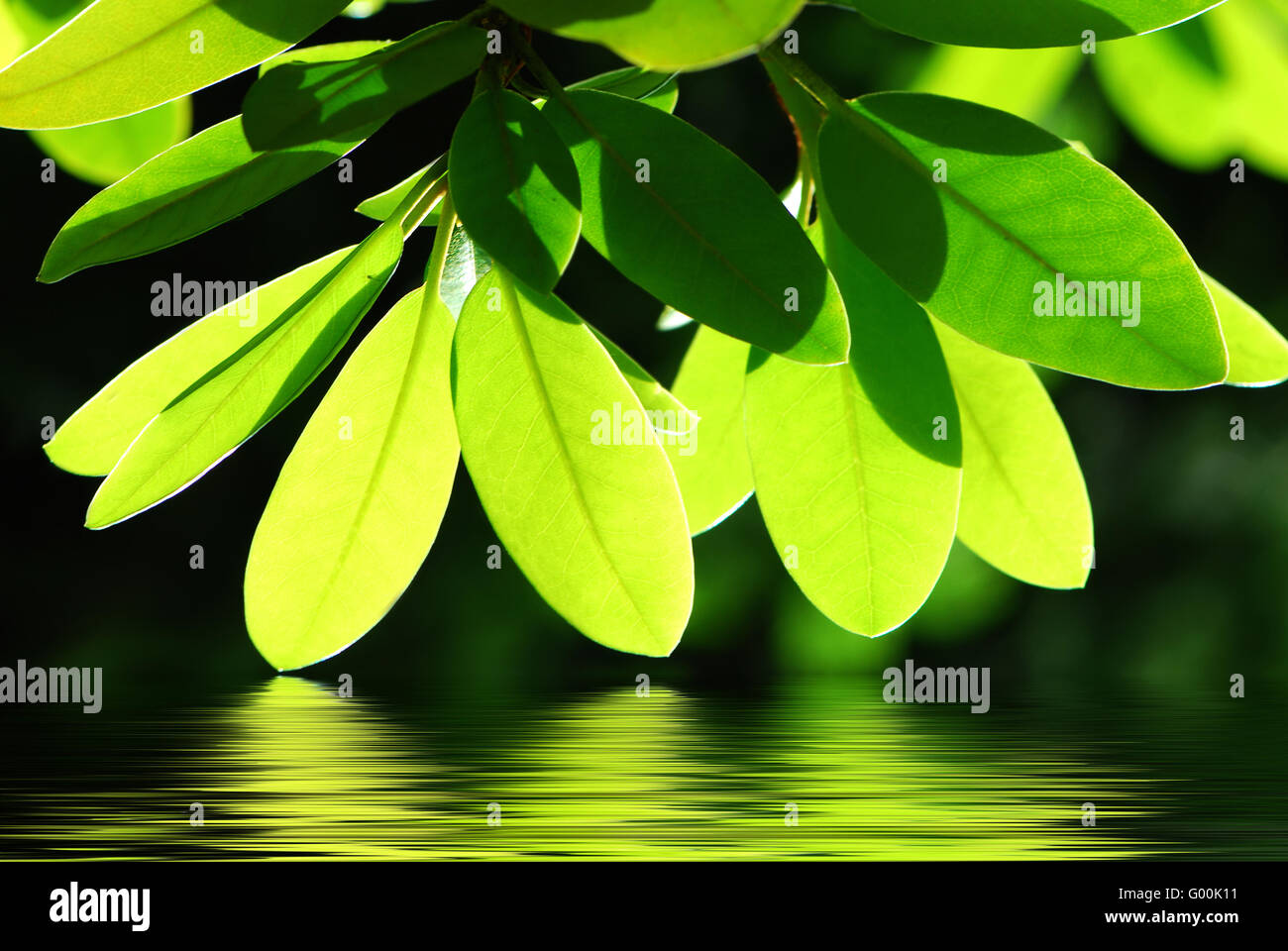 Green Leaves with Water reflection Stock Photo - Alamy