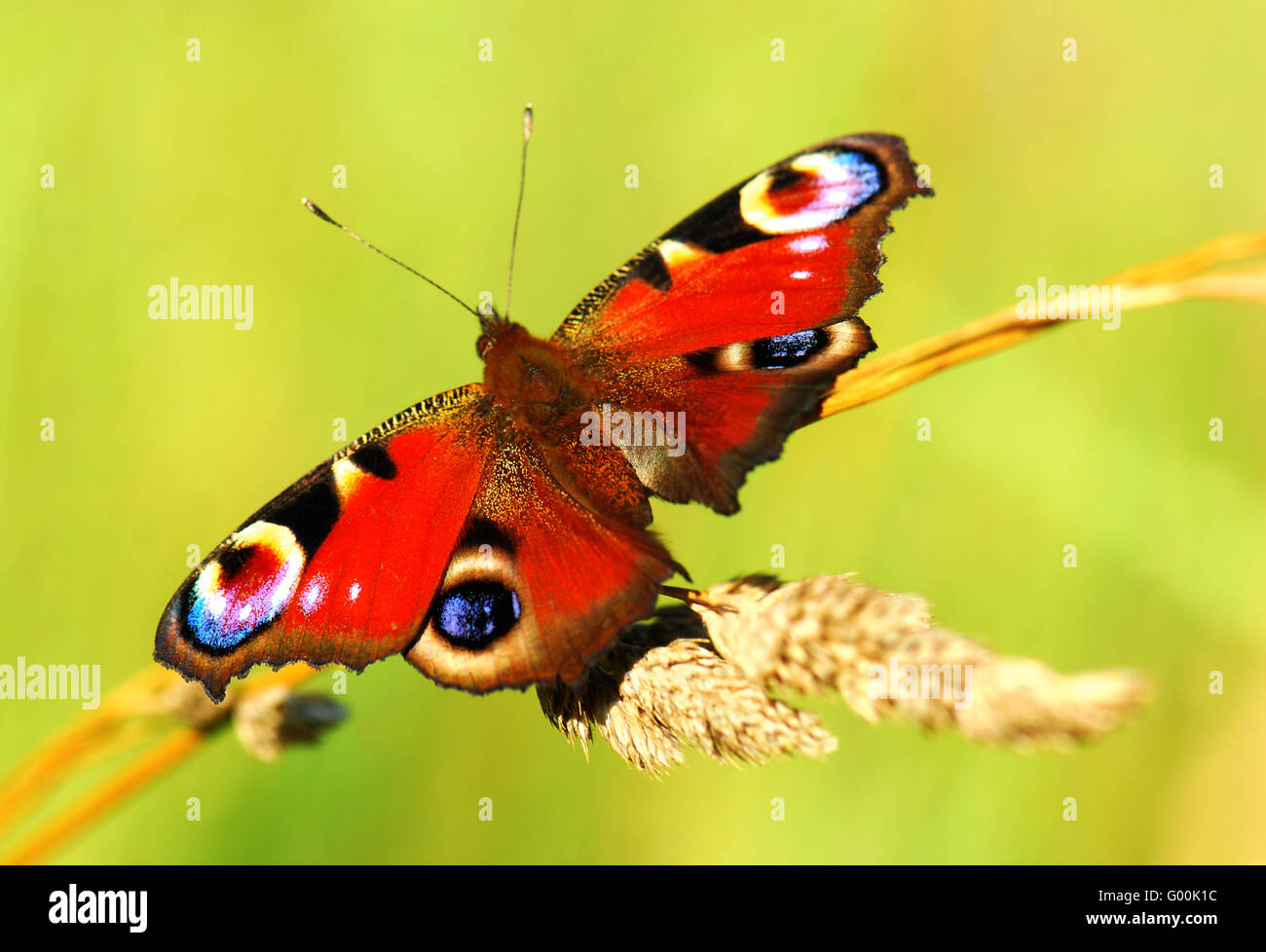 Schmetterling insekt inachis io hi-res stock photography and images - Alamy