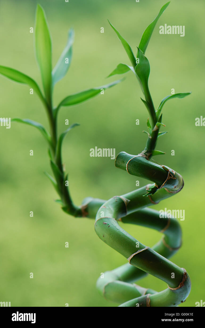 Lucky bamboo leaf hi-res stock photography and images - Alamy