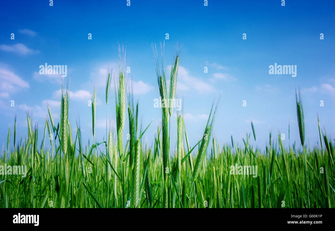 Blue sky and grainfield hi-res stock photography and images - Alamy