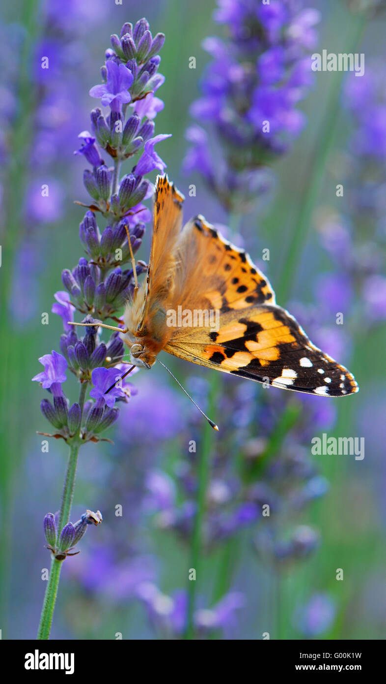 Butterfly on lavender Stock Photo - Alamy