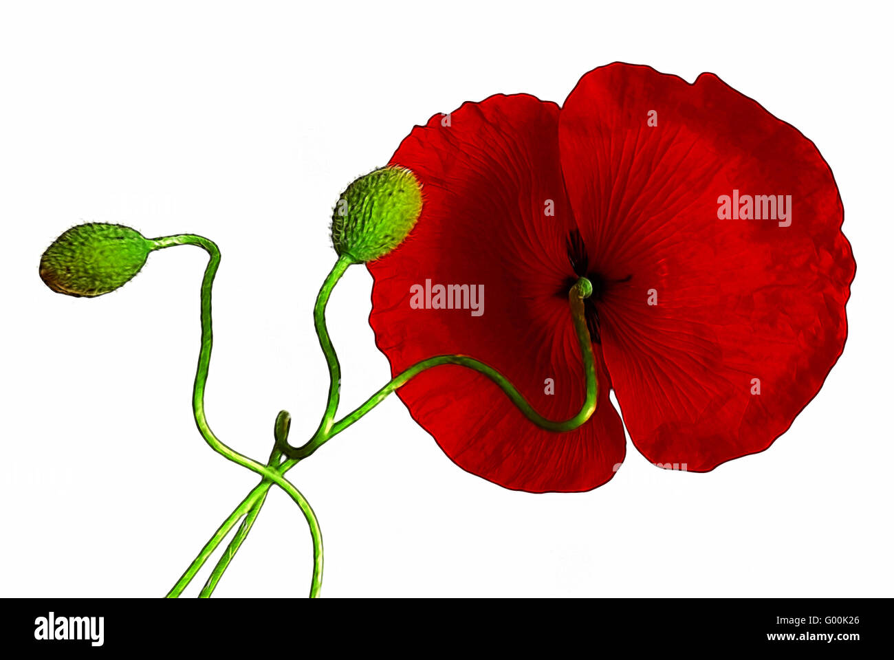 Poppy field Cut Out Stock Images & Pictures - Alamy