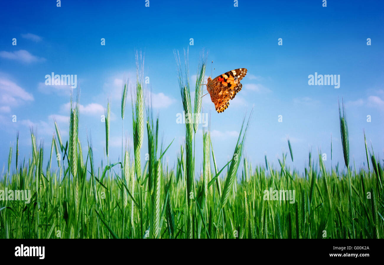 Grainfield and farm hi-res stock photography and images - Alamy