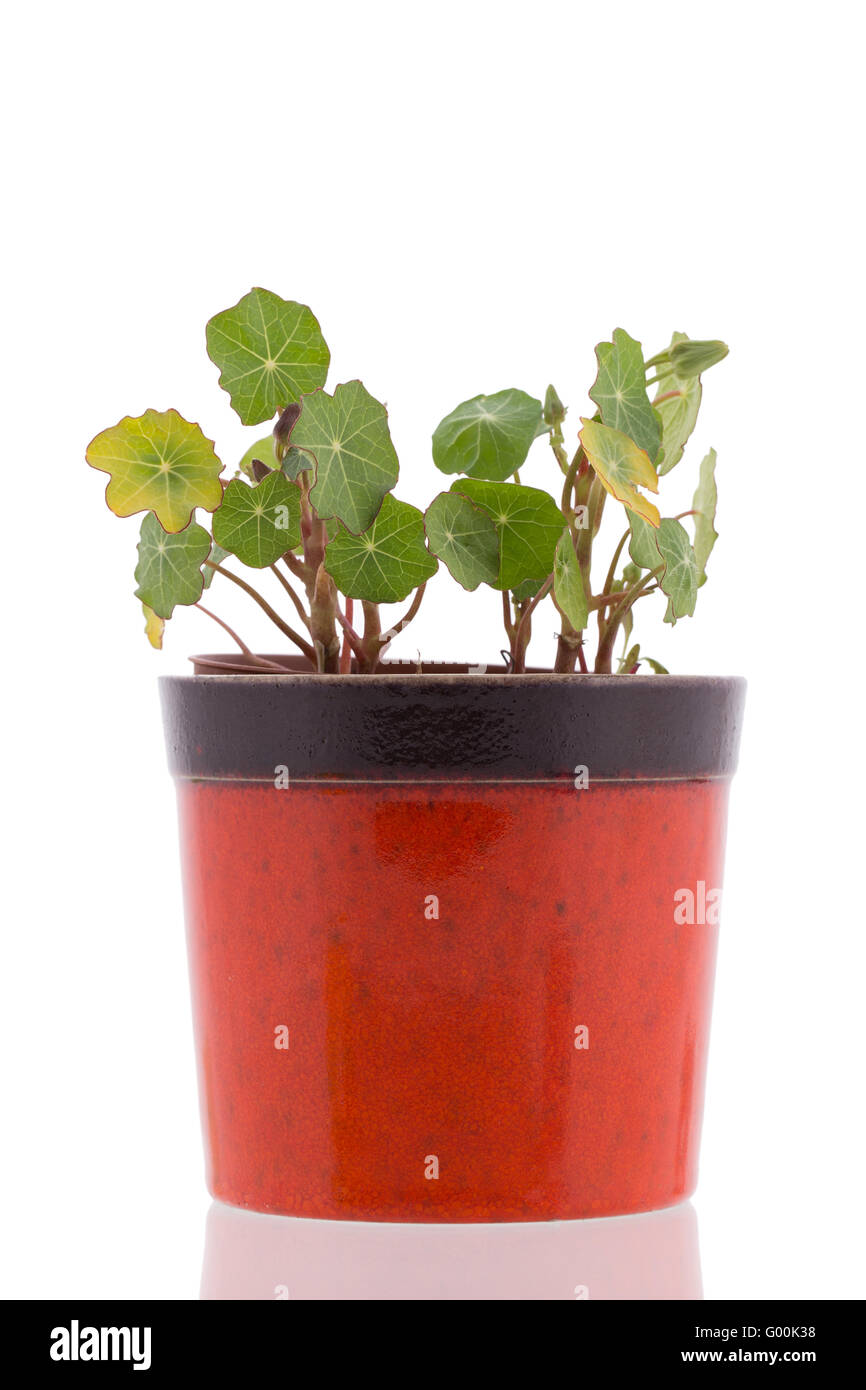 Nasturtium in pot hi-res stock photography and images - Alamy