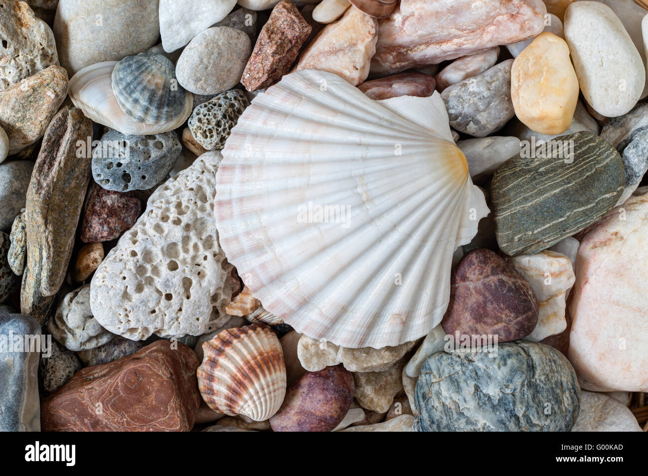 Shell on sea pebble stones Stock Photo - Alamy