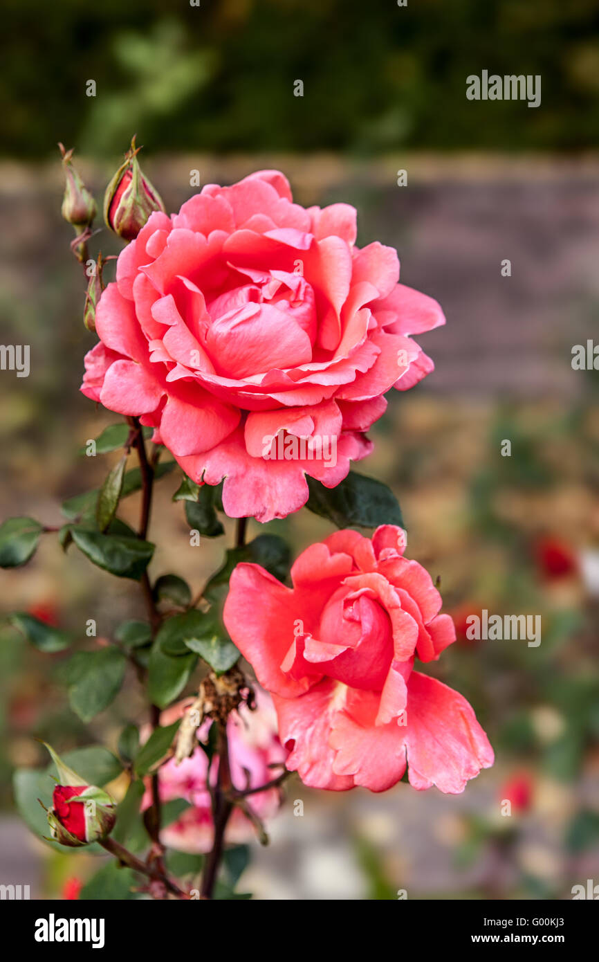 Beauty Rose flower Stock Photo - Alamy