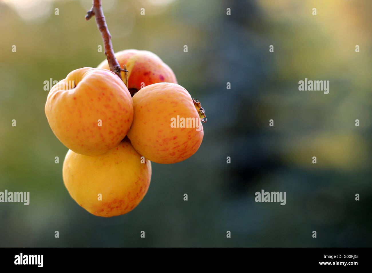 Bush fruits hi-res stock photography and images - Alamy
