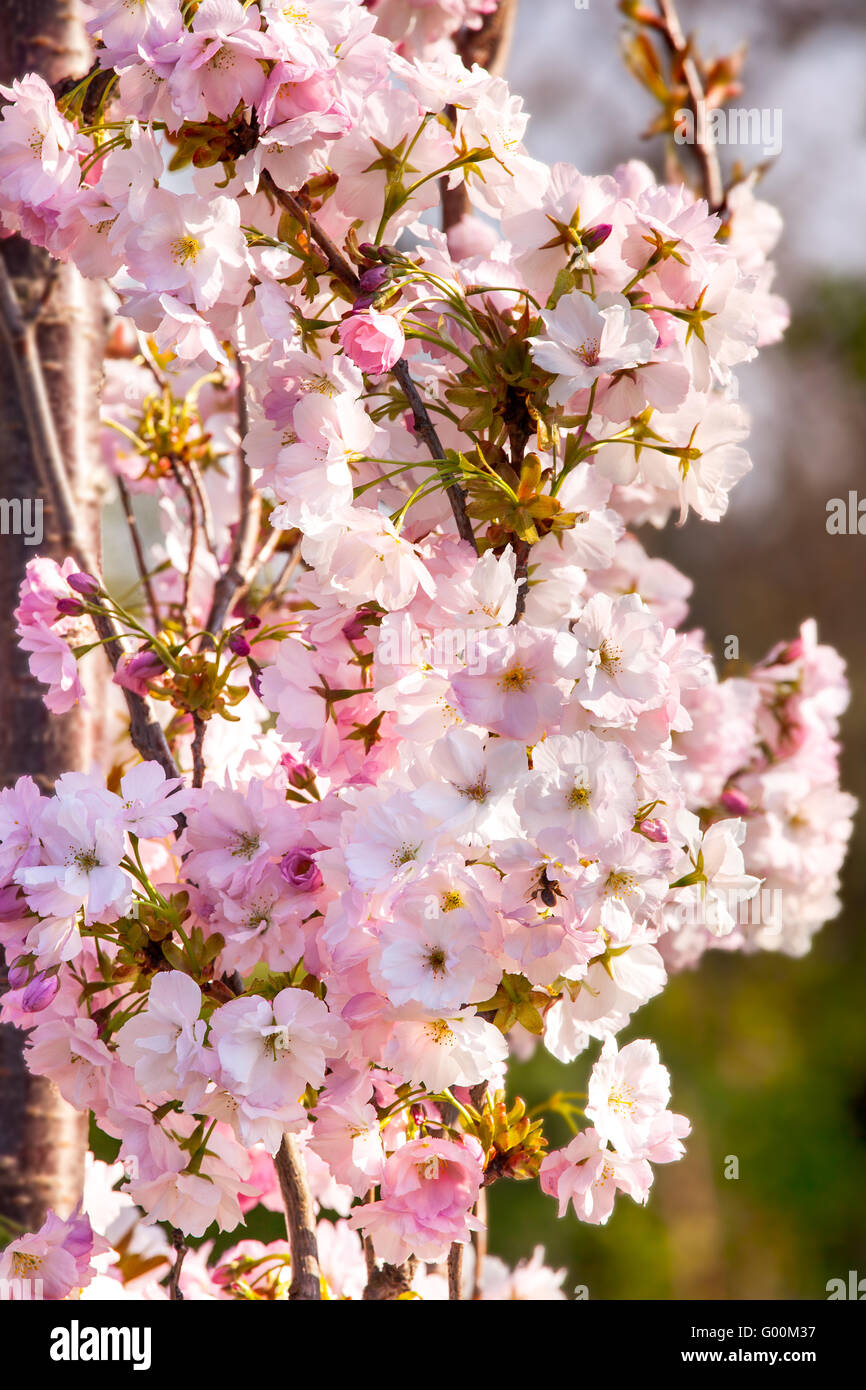 Spring pink cherry blossoms Stock Photo - Alamy