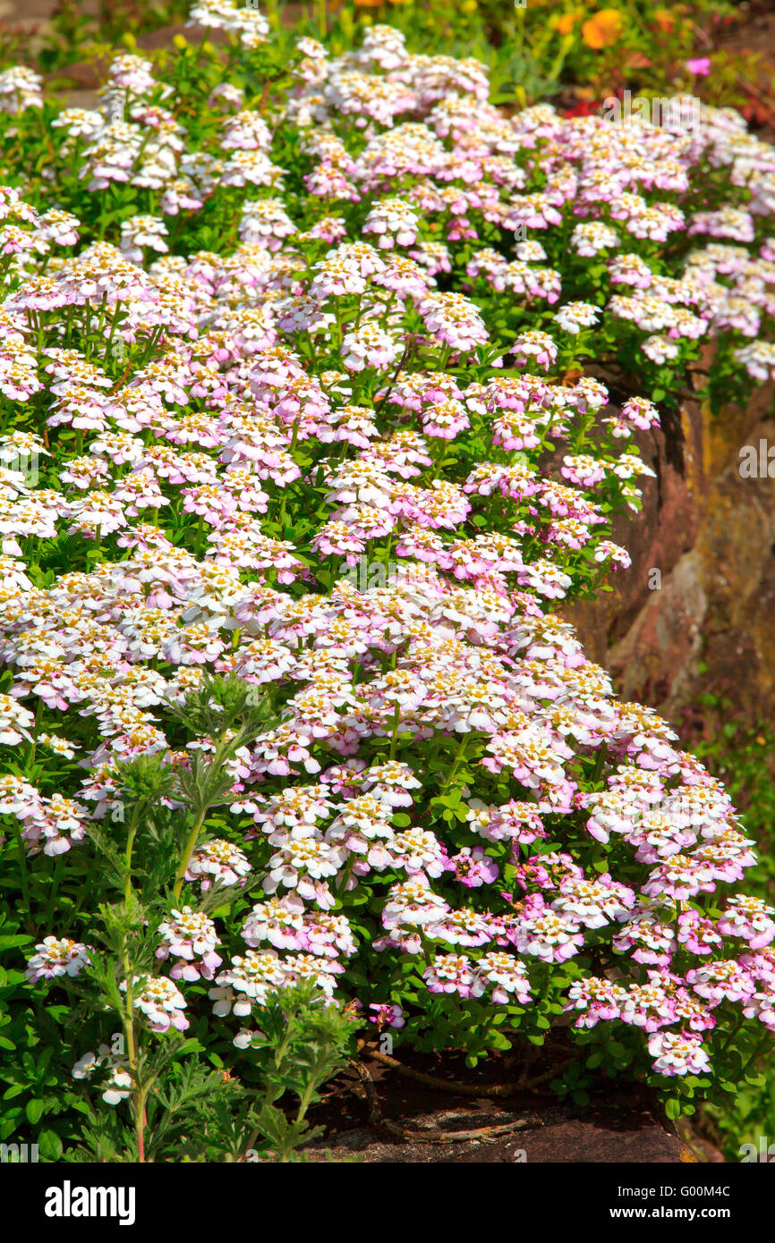 Flowers Alyssum (Lobularia maritima Stock Photo - Alamy