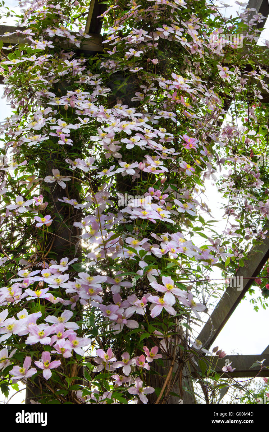 Clematis climbing wall flower hi-res stock photography and images - Alamy