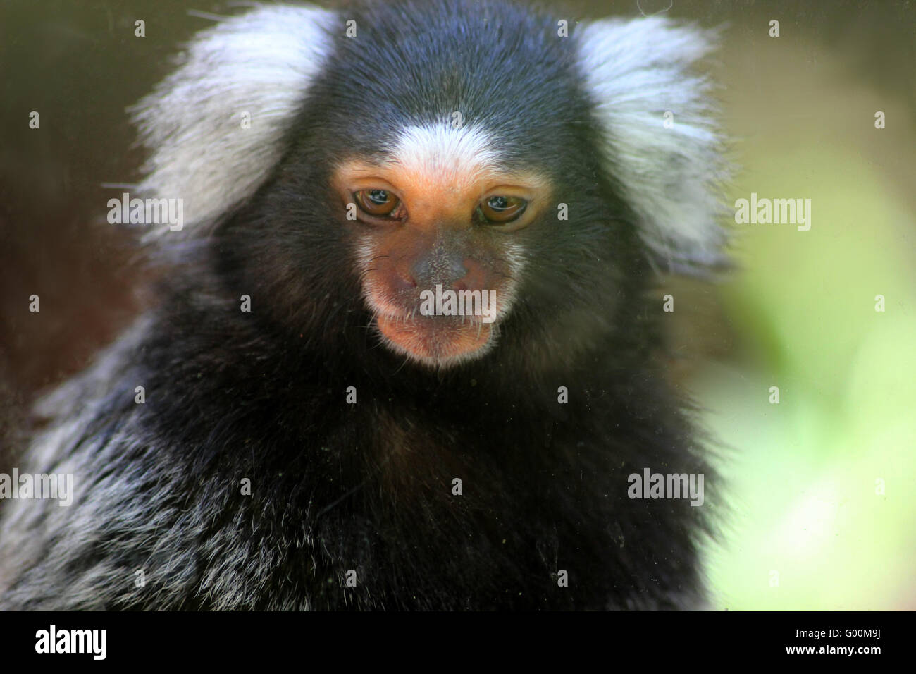 The little monkey hi-res stock photography and images - Alamy