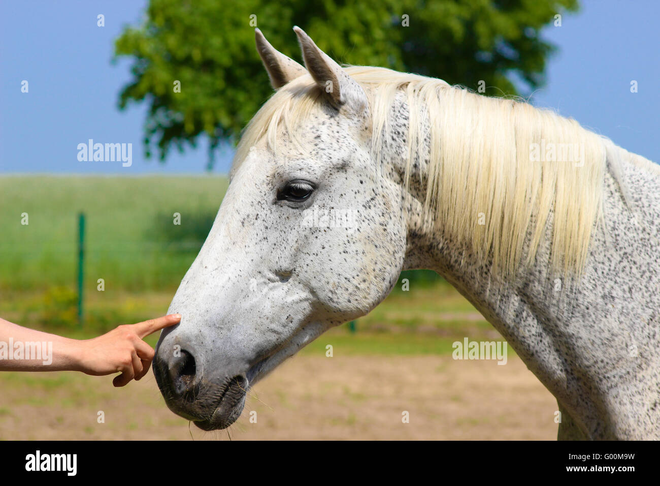 Hand and horse hi-res stock photography and images - Alamy