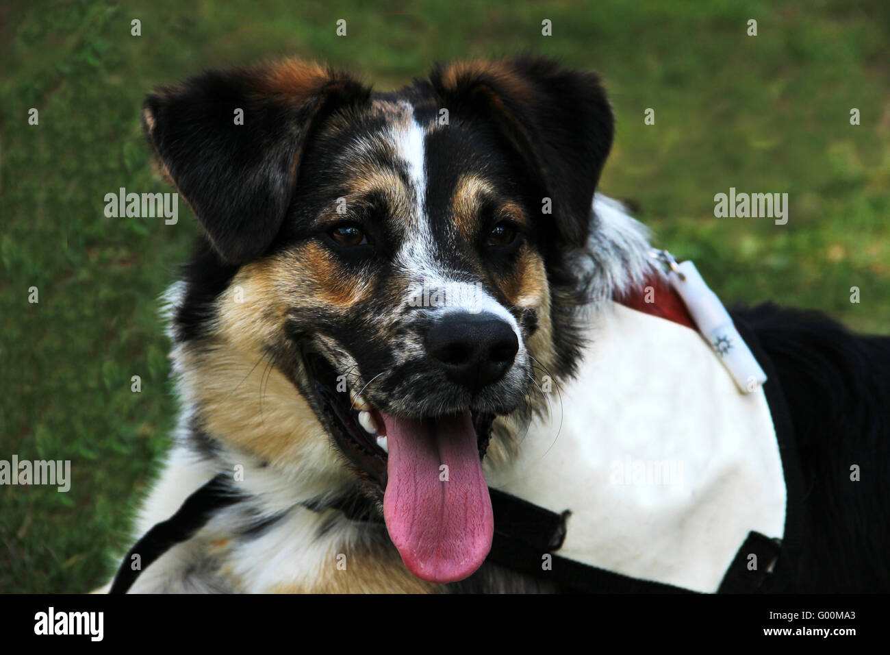 Australian shepherd rescue dog hi-res stock photography and images - Alamy