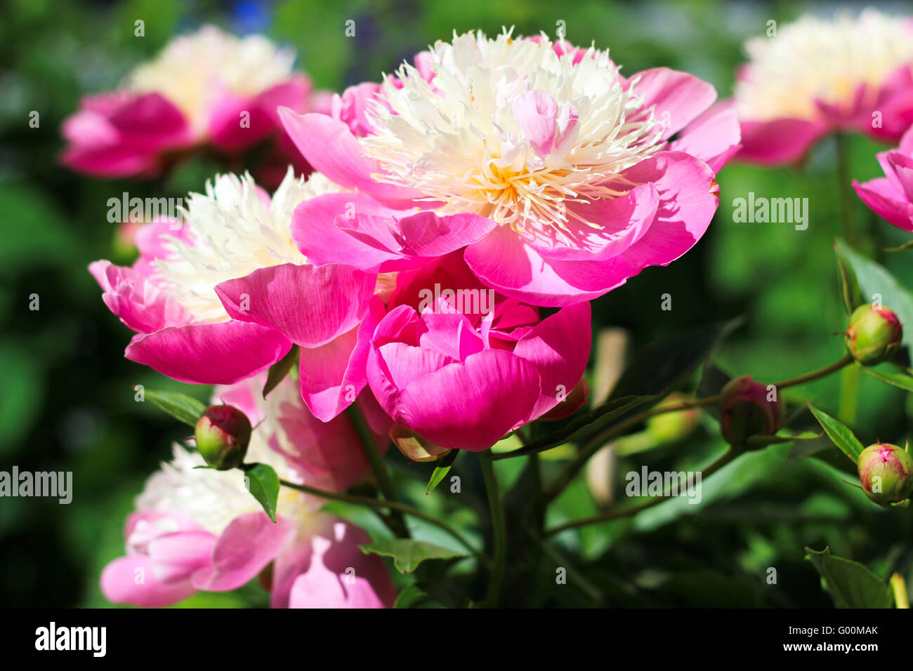 Peony - Pink Stock Photo - Alamy