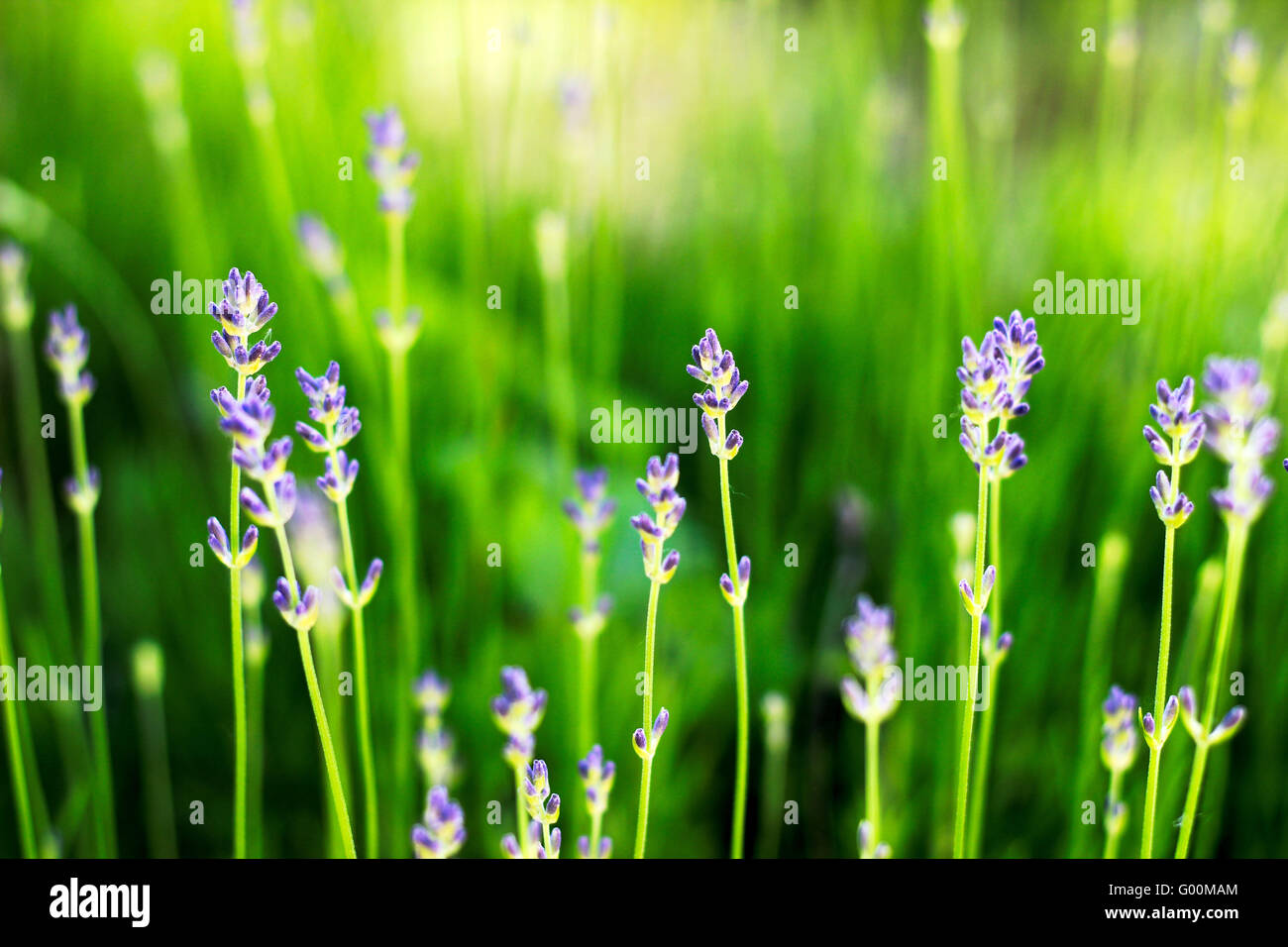 Lavender meadow hi-res stock photography and images - Alamy