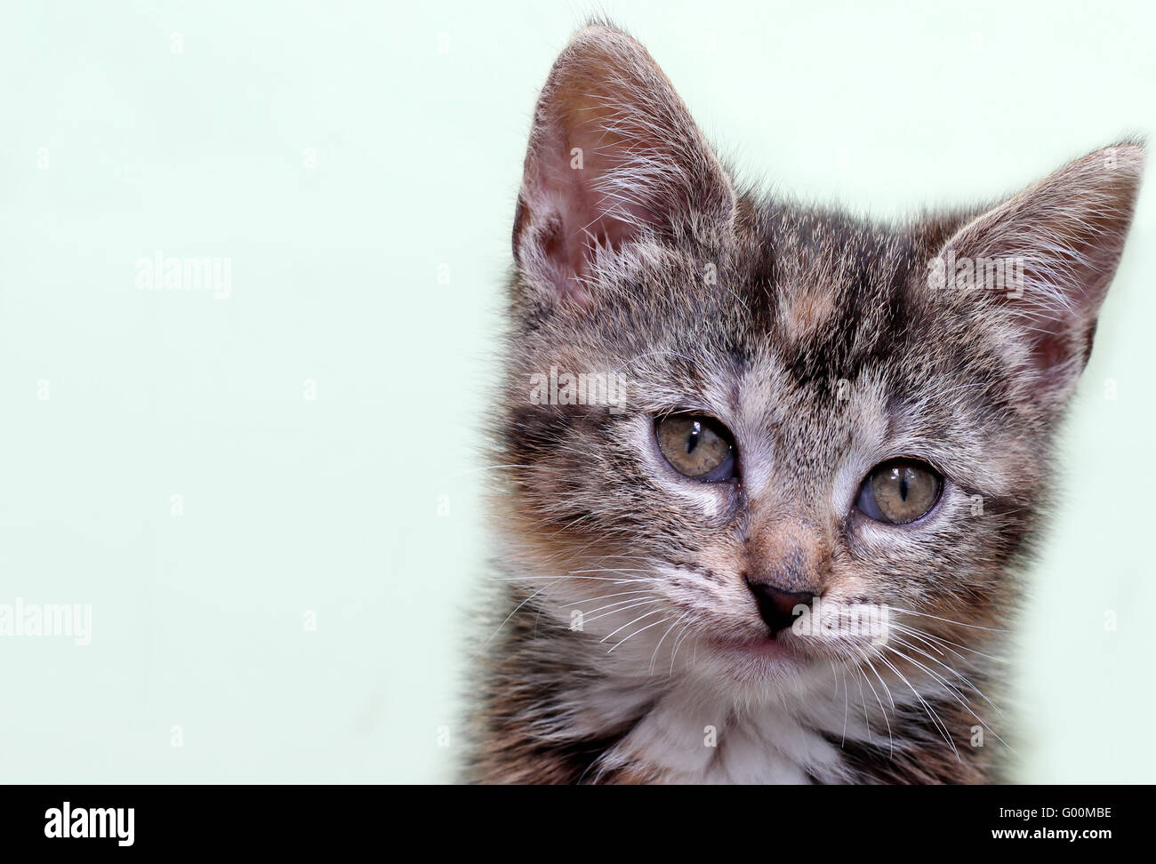 Little cat - Face Stock Photo - Alamy