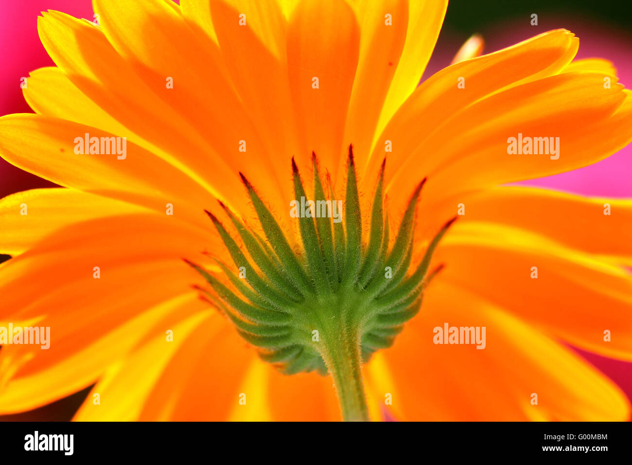 Flower from behind Stock Photo - Alamy