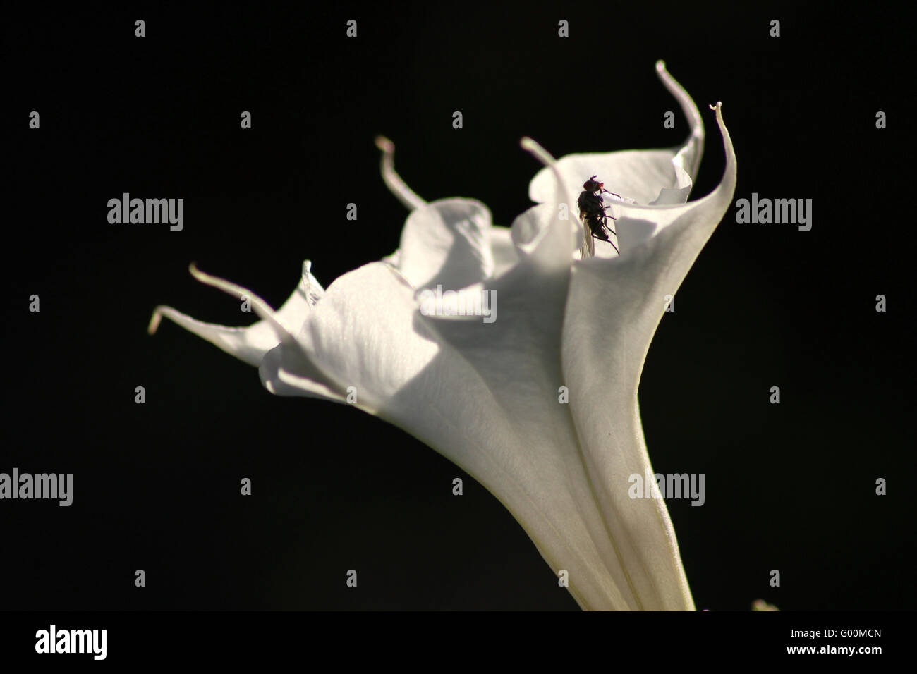 Flower with fly Stock Photo - Alamy