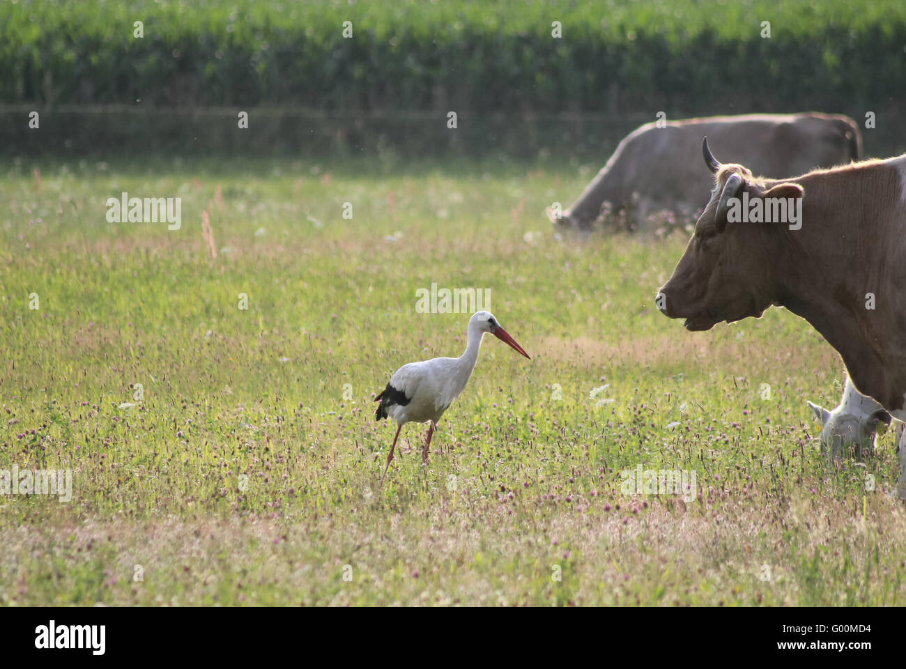 Cow and stork Stock Photo - Alamy